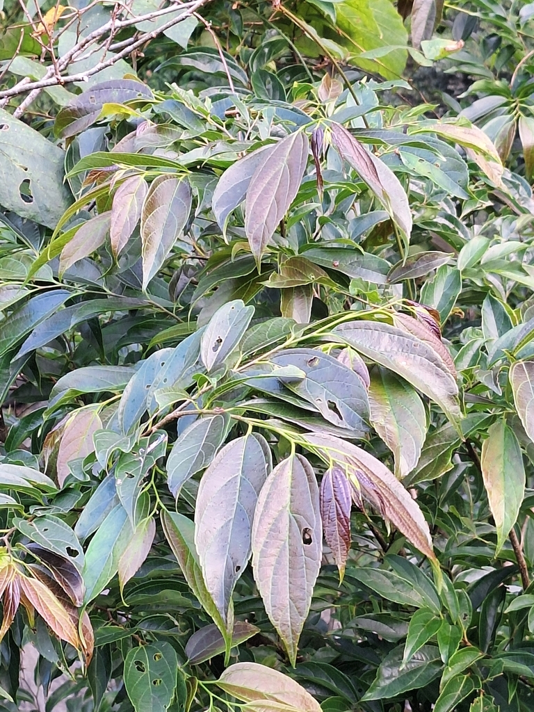 Nilgiri elm from 233, Taiwan, 新北市烏來區烏來里 on January 4, 2025 at 03:55 PM ...