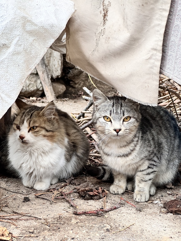 Domestic Cat from Alva Koyu Ic Yolu, Eldivan, Çankırı, TR on January 4 ...