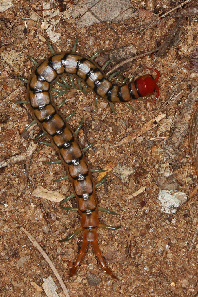 Scolopendra mirabilis from M'phingwe Lodge and surroundings on December ...