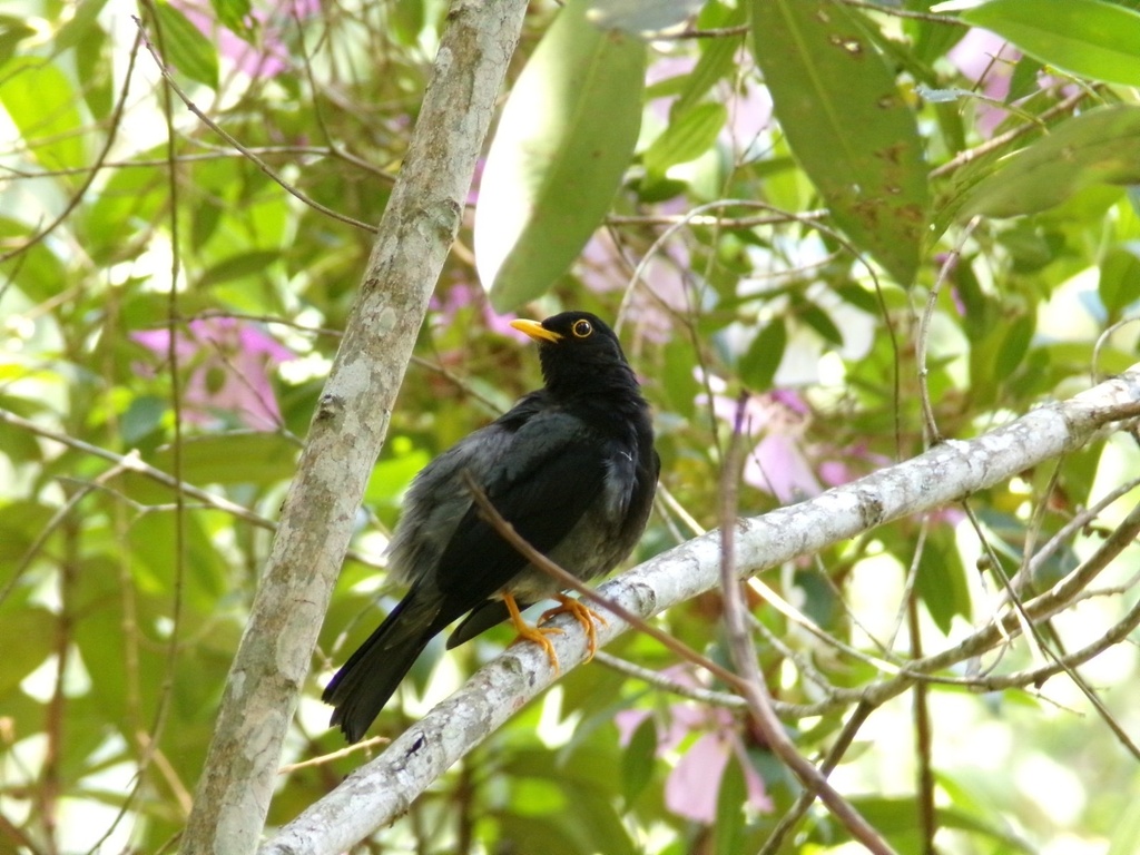 Yellow-legged Thrush from Parelheiros, São Paulo, SP, BR on December 12 ...
