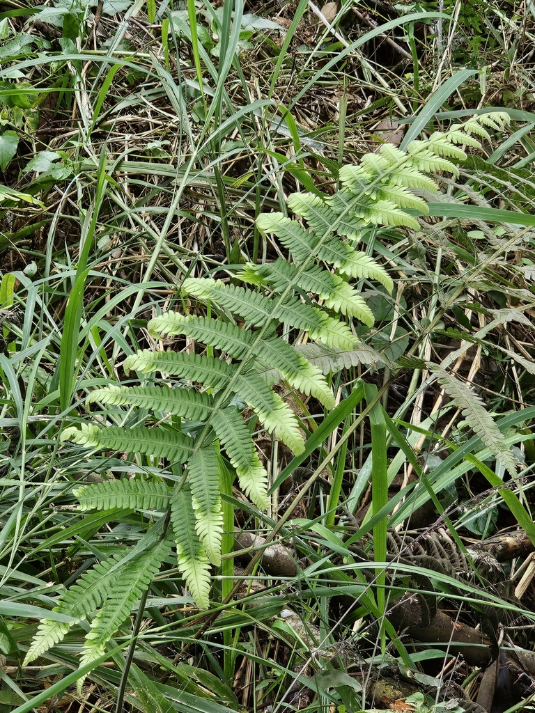 Parasitic Tri-vein Fern from 621台灣嘉義縣民雄鄉法學院 on January 3, 2025 at 10:21 ...