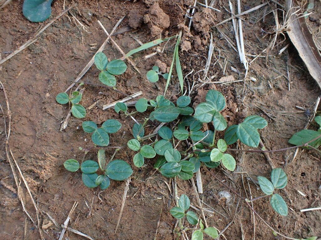 smallest bean from 946台灣屏東縣恆春鎮 on January 4, 2025 at 09:28 AM by ...