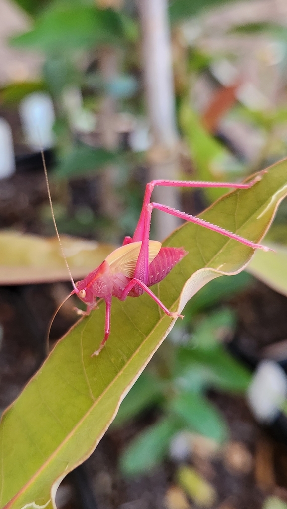 Australian Common Garden Katydid from Scotsdale WA 6333, Australia on ...