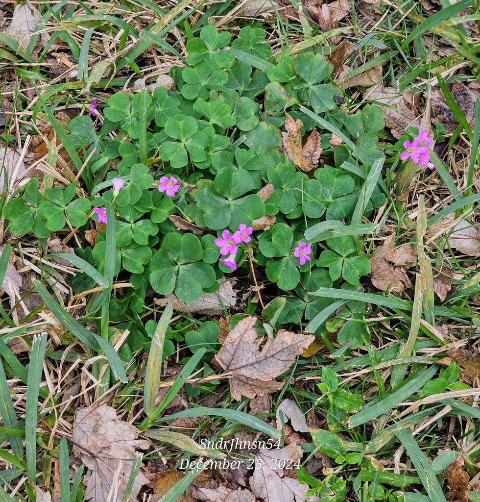 Largeflower pink-sorrel from St Cloud, FL 34769, USA on December 25 ...