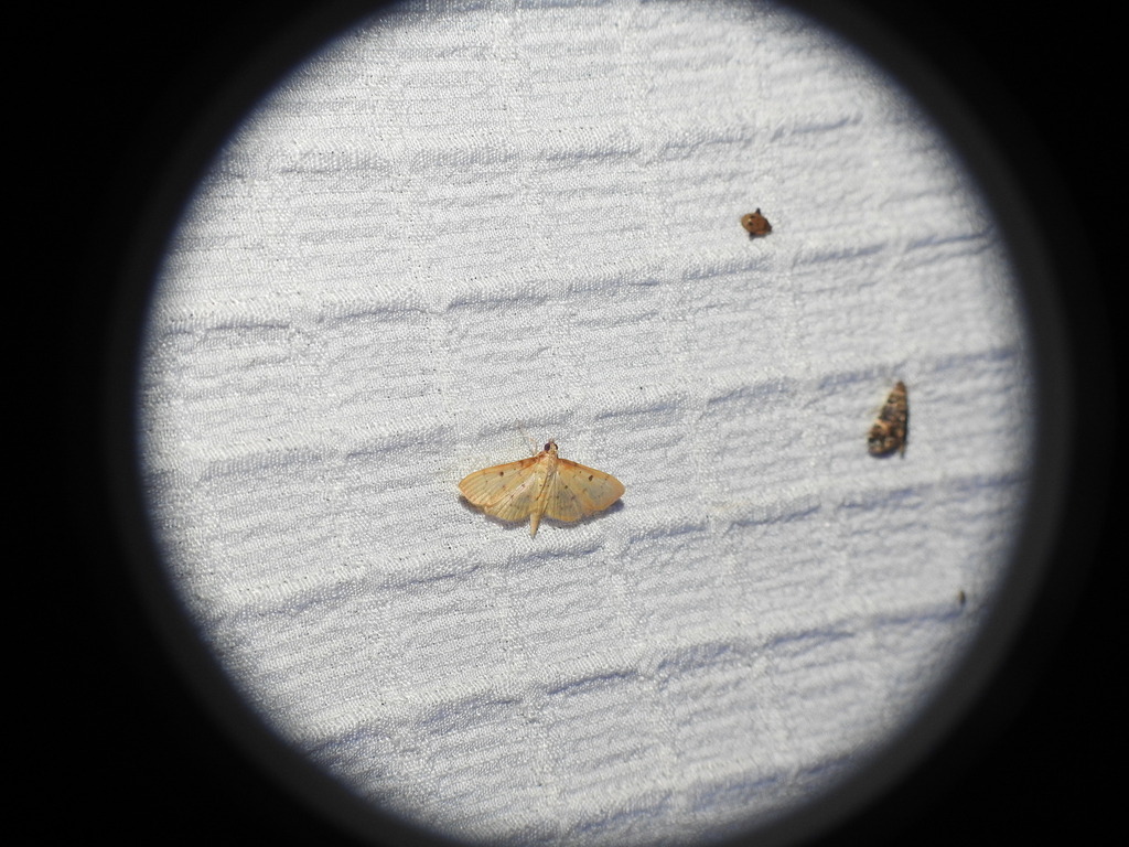 Herpetogramma basalis from Gaviyer, Surat, Gujarat, India on December ...