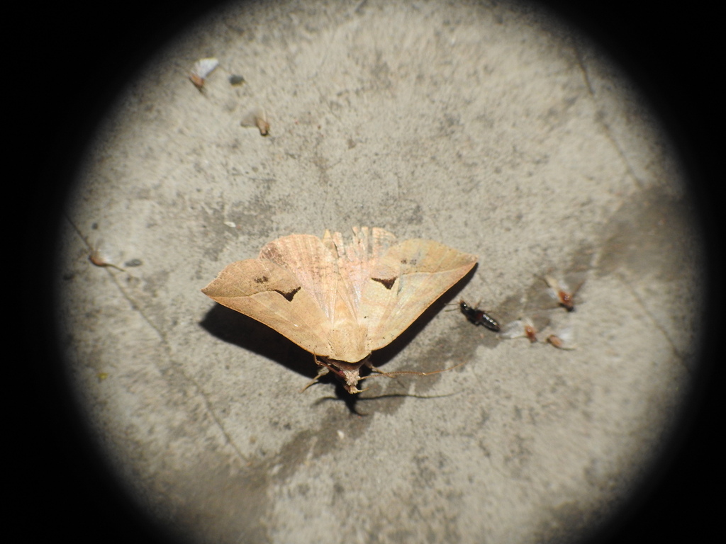 Dierna patibulum from Gaviyer, Surat, Gujarat, India on December 30 ...