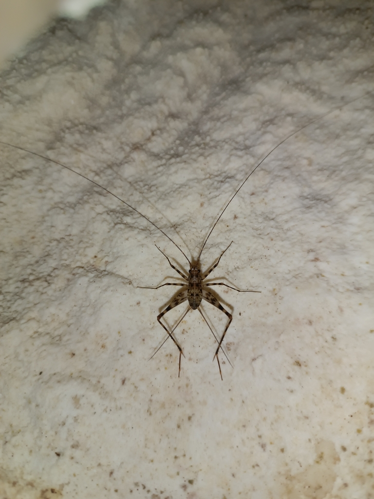 Spider Crickets from 2MH4+7F4, Dingle, Iloilo, Philippines on January 4 ...