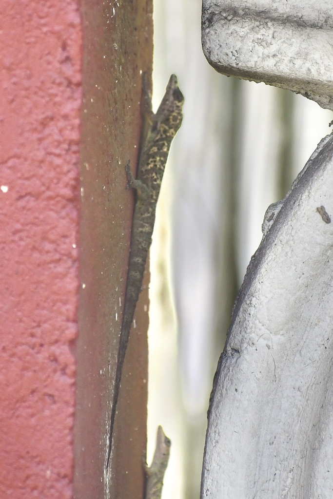 Bronze Anole from Trinidad, Trinidad and Tobago, TT on January 4, 2025 ...