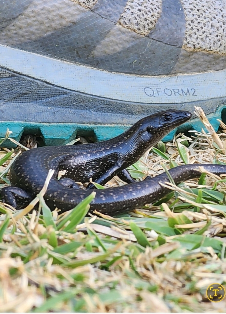 Shore Skink in January 2025 by Cara Fraider. Seen at Bushes Beach ...