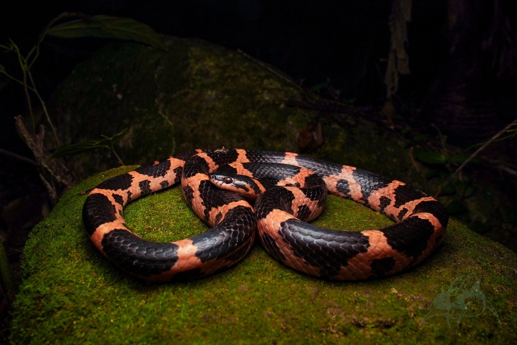 Rose Big-tooth Snake from Hainan Island, Hainan, CN on December 24 ...