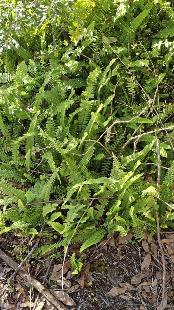 Fishbone Fern from Clearwater, FL 33756, USA on January 4, 2025 at 04: ...