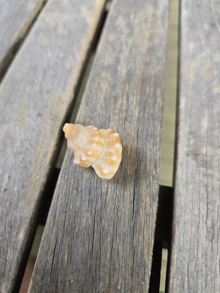 Ostrich Foot Snail from Whangamatā 3620, New Zealand on January 5, 2025 ...