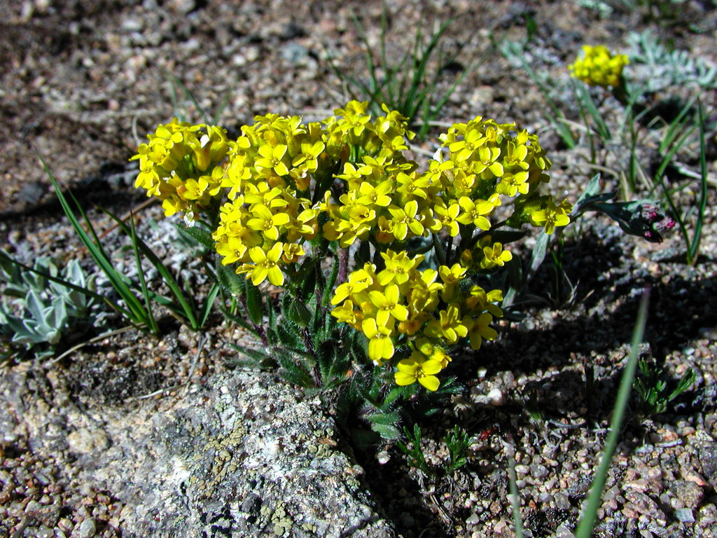 Pretty Draba from Larimer County, CO, USA on June 8, 2002 at 03:20 PM ...