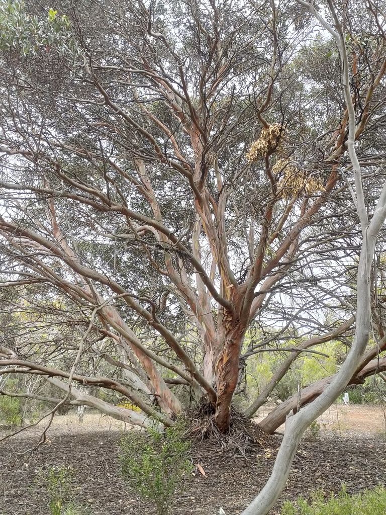 Swamp Mallet from Edithburgh SA 5583, Australia on January 5, 2025 at ...