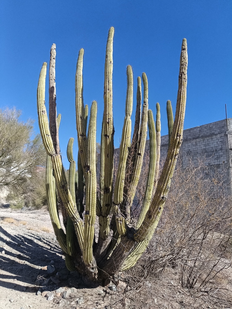 organ pipe cactus from La Paloma III, Hermosillo, Son., México on ...