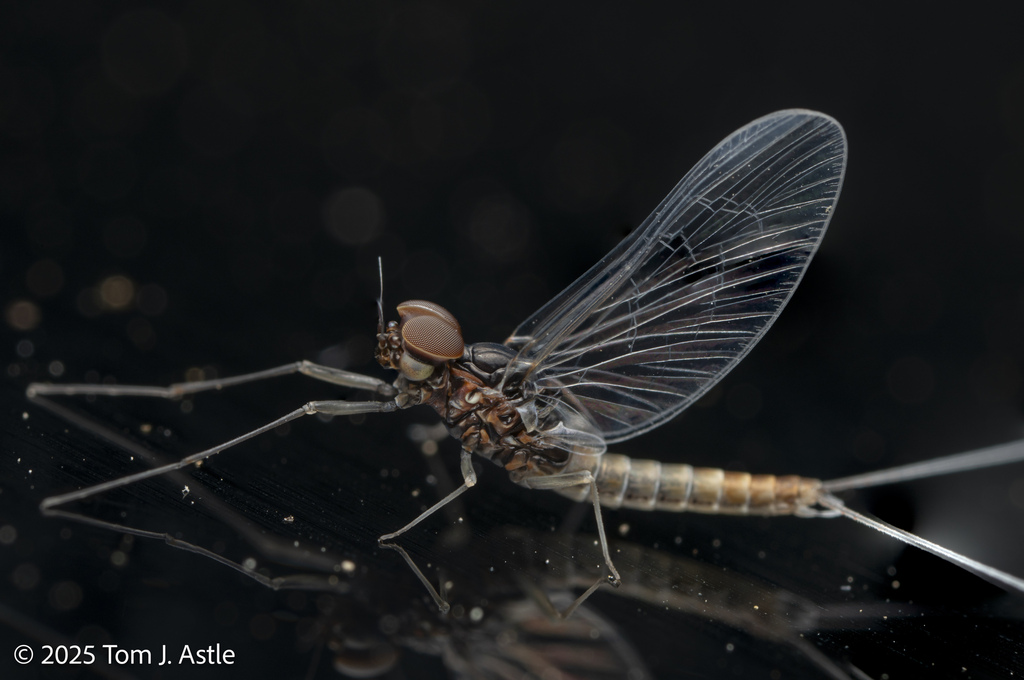 Small Mayflies from Sherman Oaks, Los Angeles, CA, USA on October 7 ...