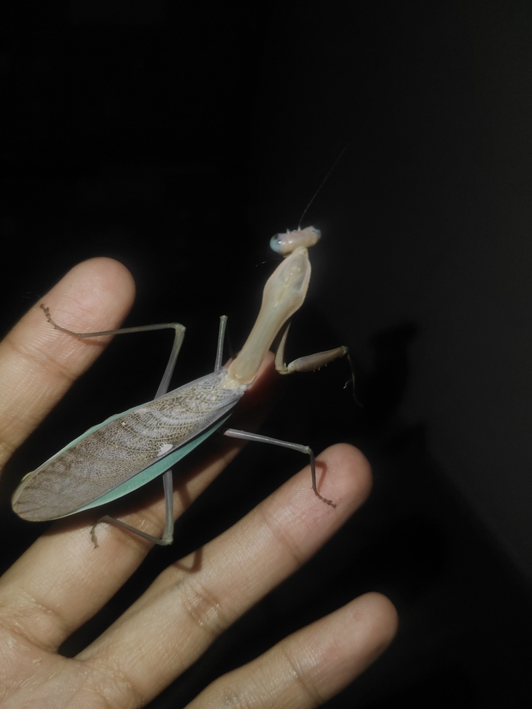 Hierodula pulchripes from Sulawesi on January 4, 2025 at 10:54 PM by ...