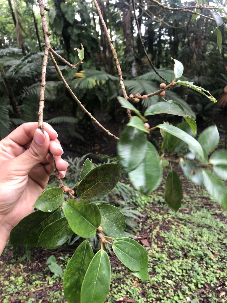 West Indian Laurel Fig from Butterfly Garden Path, San Ramon, Alajuela ...