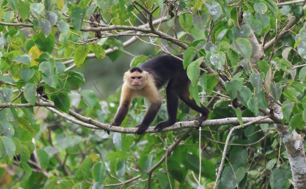 Colombian White-throated Capuchin from San Estanislao, Bolívar ...
