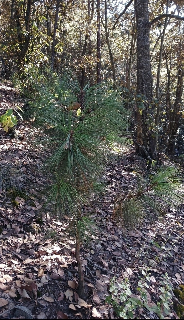 Pinos, ocotes y piñones desde LAGUNA DE SERVIN, 76875 Laguna de Servín ...