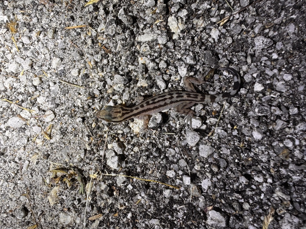 Four-striped Bent-toed Gecko in December 2024 by Marcus Lucassen and ...
