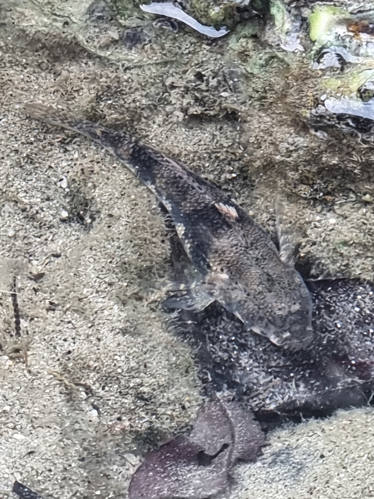 Dusky Frillgoby from Australia on January 02, 2025 at 05:42 PM by ...