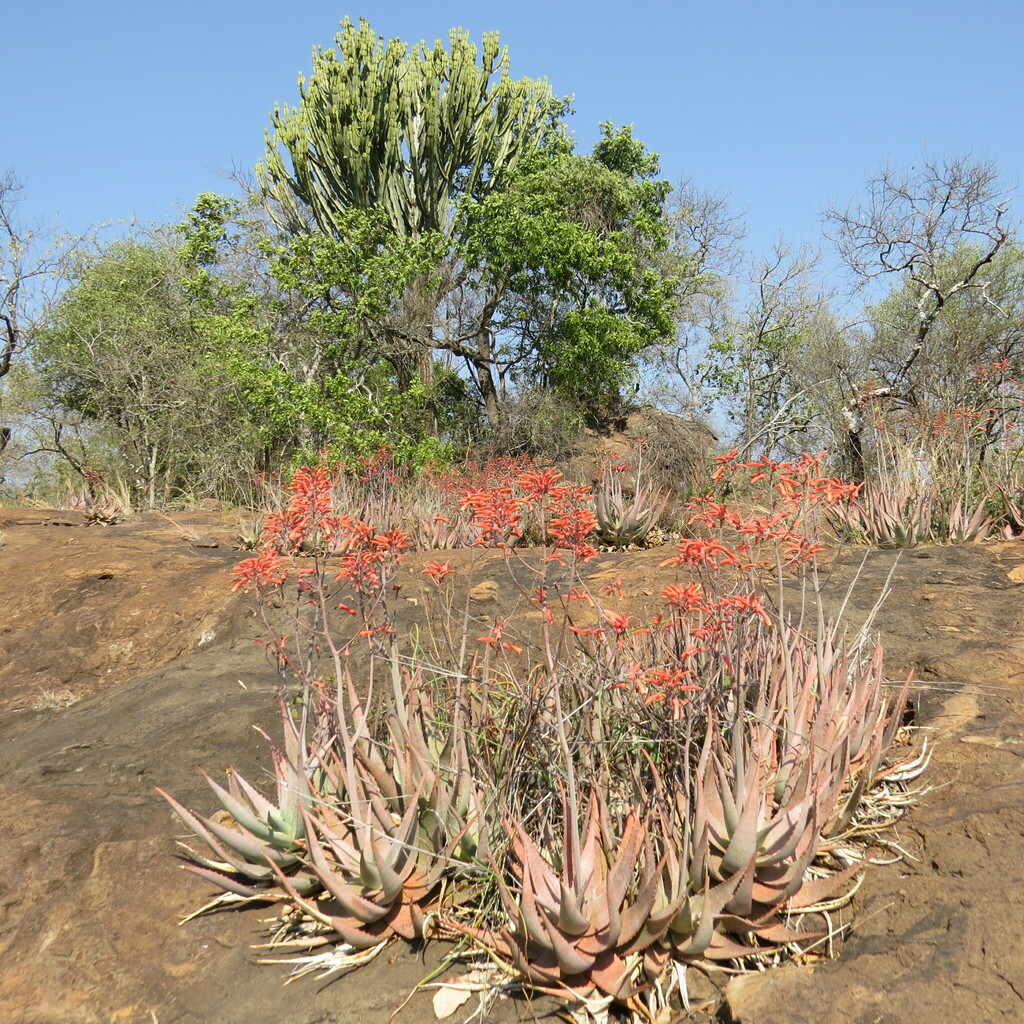 Dwala Aloe (Mbuluzi Flowers - Red, Pink & Orange) · iNaturalist