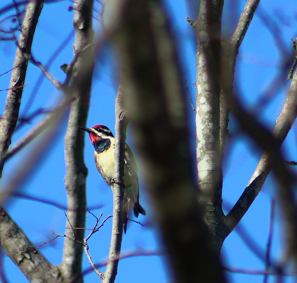 Yellow-bellied Sapsucker from Ennis, TX 75119, USA on January 3, 2025 ...