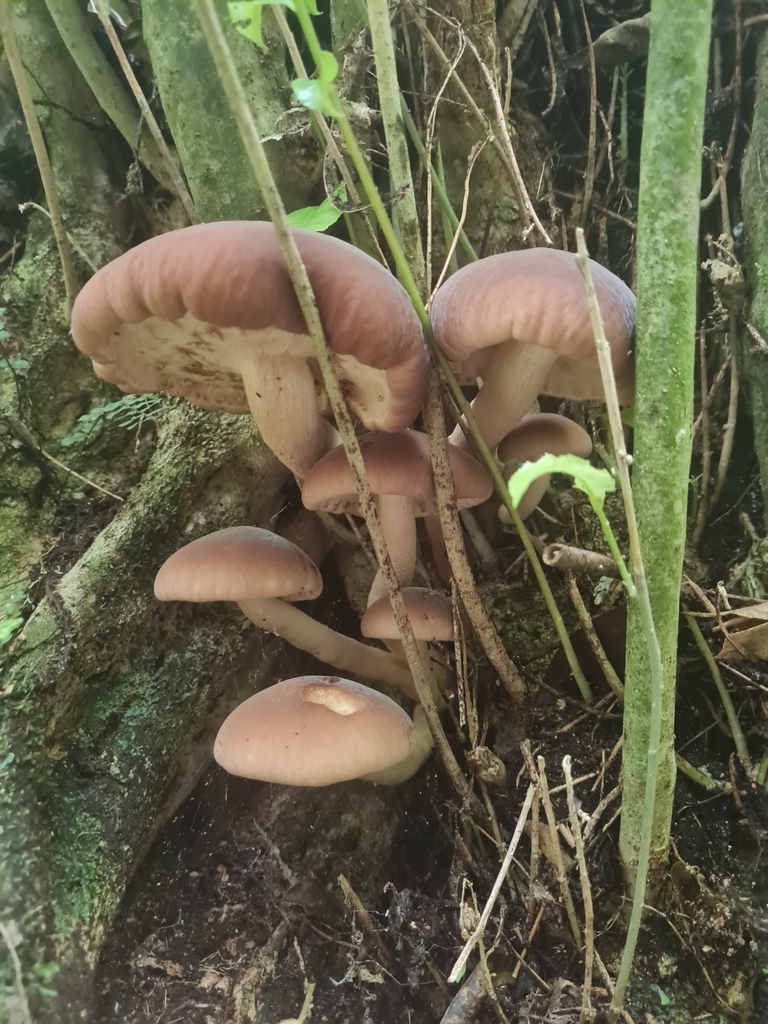 Something from Maungaraki, Lower Hutt 5010, New Zealand on December 25 ...