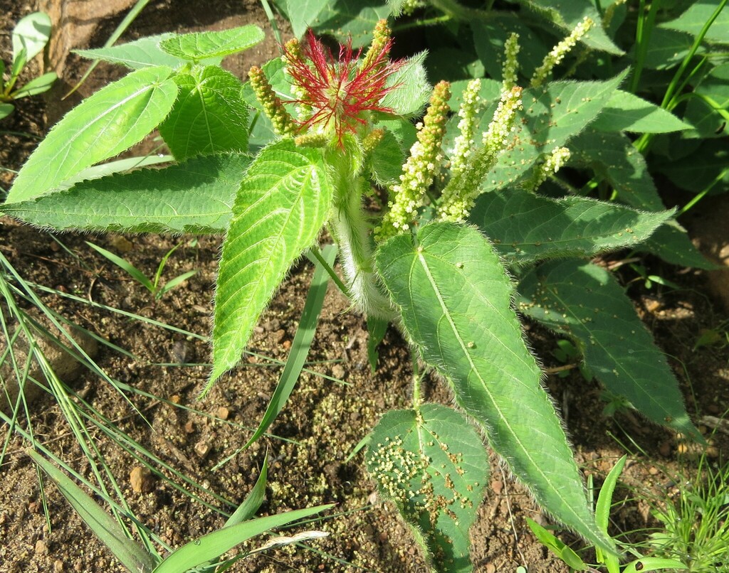 Hairy-stemmed Acalypha (Mbuluzi Flowers - Red, Pink & Orange) · iNaturalist