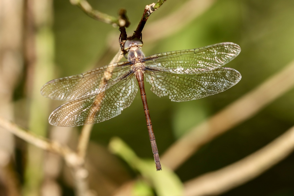Eastern Hawk from Enoggera Reservoir QLD 4520, Australia on January 5 ...