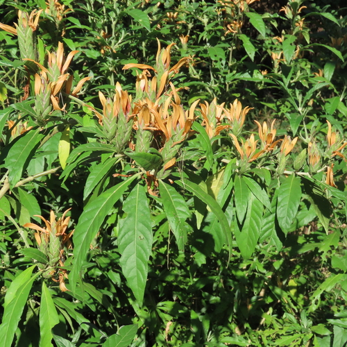 Sunbird Bush (Mbuluzi Flowers - Red, Pink & Orange) · iNaturalist