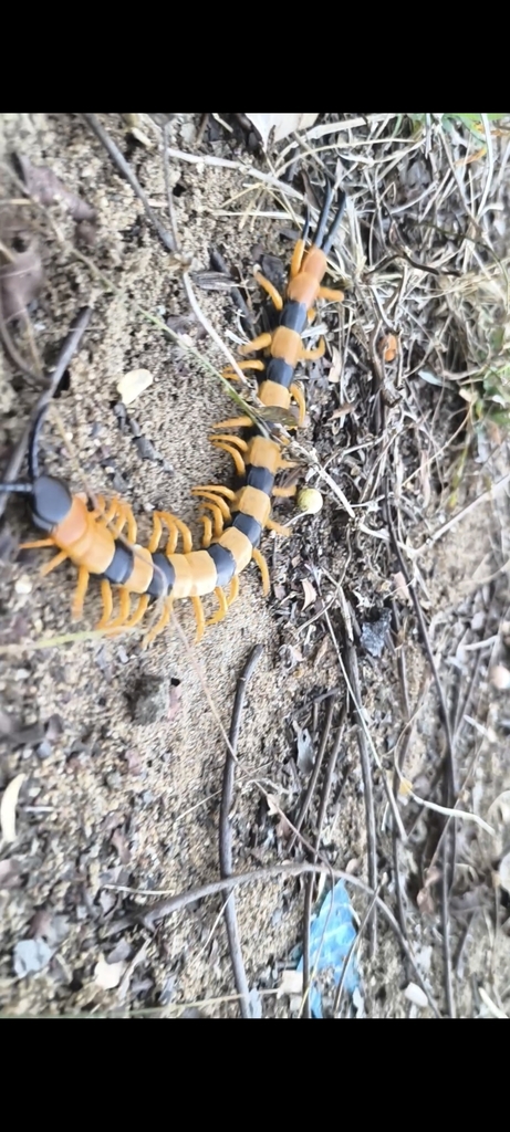 Indian Tiger Centipede from 8QX3+PCV, Ghattepalle, Telangana 501106 ...