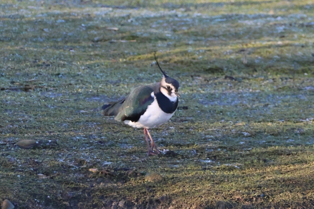 Northern Lapwing from RSPB St Aidan's on January 2, 2025 by sam mather ...