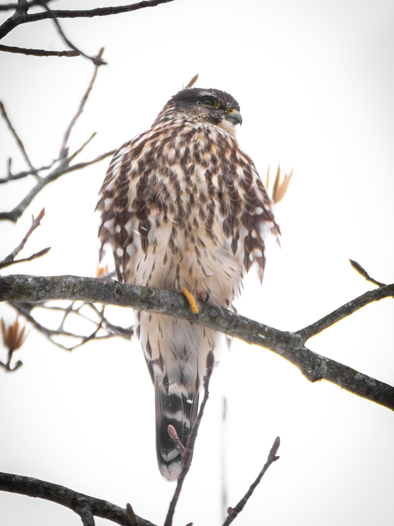 Merlin from West Creek Reservation, Parma, OH, USA on January 4, 2025 ...