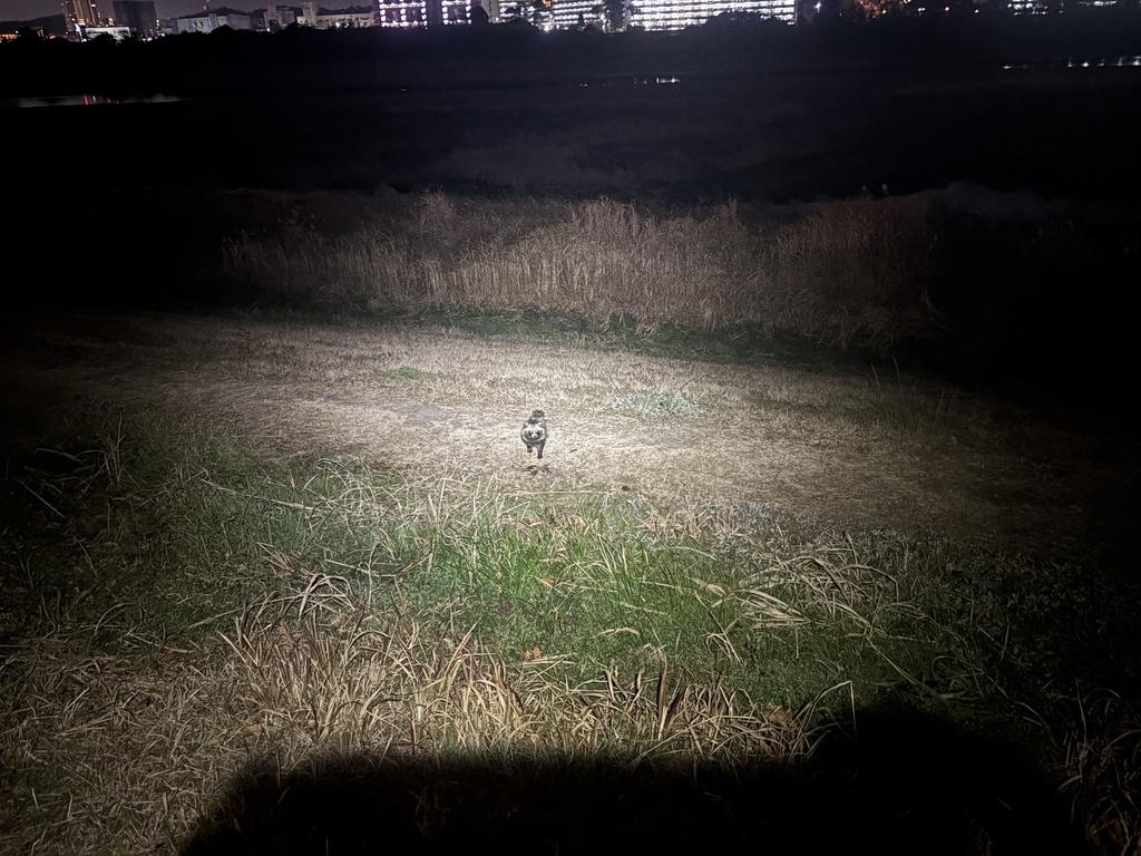 Hondo Raccoon Dog from 本州, 狛江市, 东京, JP on January 05, 2025 at 11:10 PM ...