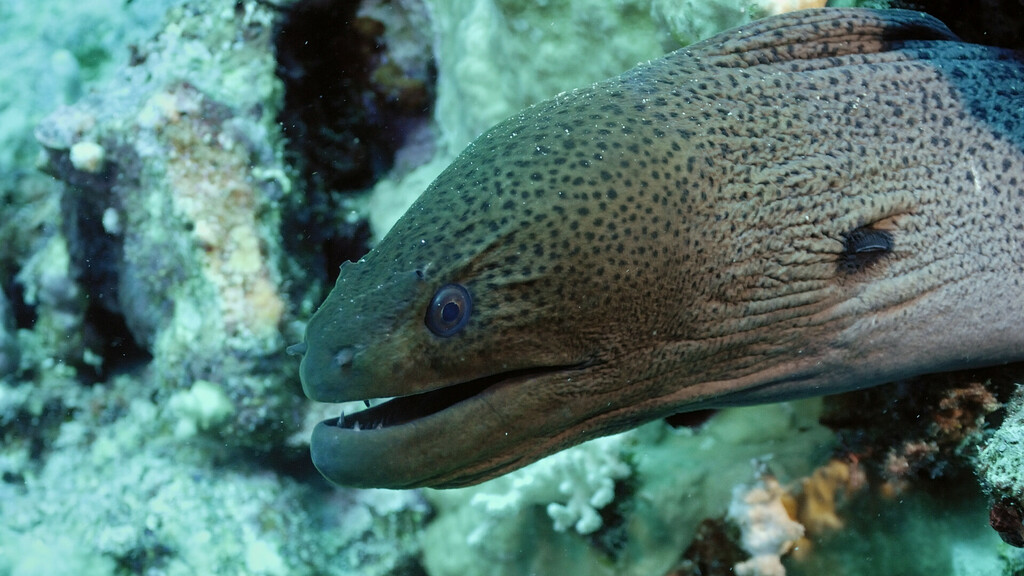 Giant Moray from 7GMQMMGF+FP on November 12, 2024 at 08:06 PM by ...