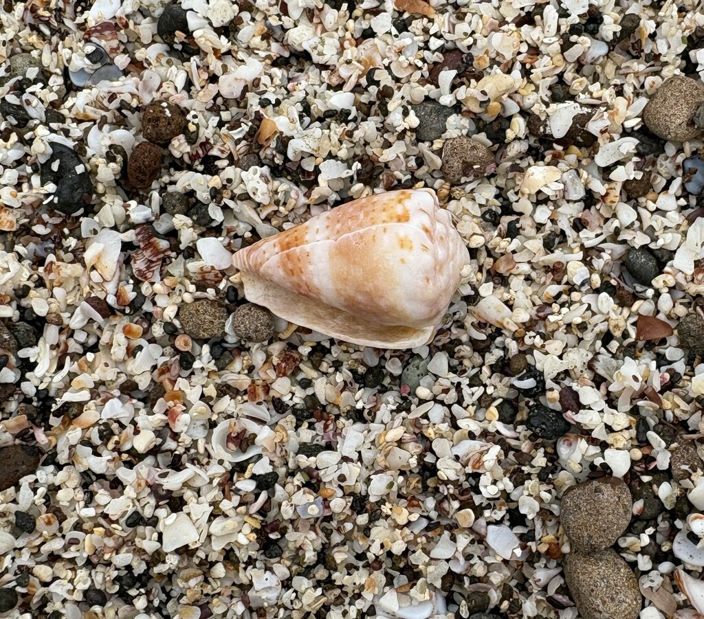 Thousand-spot Cone from San Cristobal, Ecuador on December 22, 2024 at ...