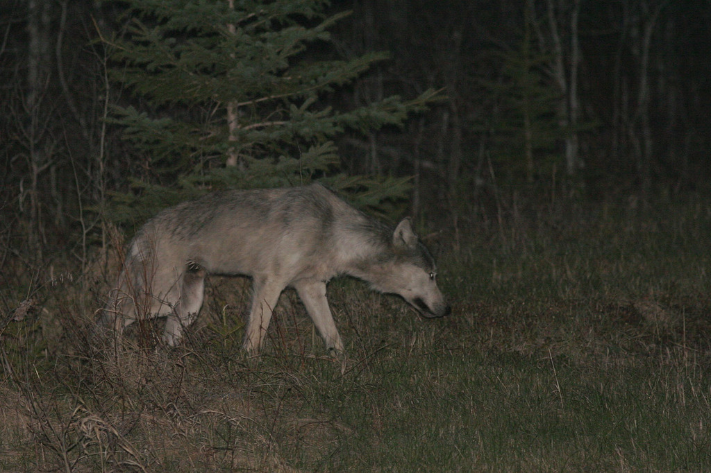 Gray Wolf from Riding Mountain National Park, Manitoba, Canada on May ...