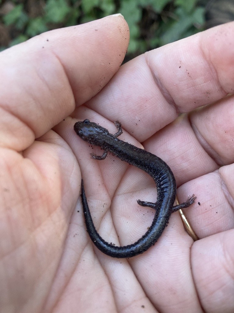 Eastern Red-backed Salamander from Armistead Bridge Rd, Norfolk, VA, US ...