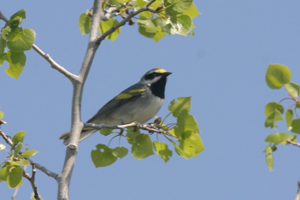 Golden-winged Warbler from Ross area, Manitoba, Canada on May 28, 2008 ...