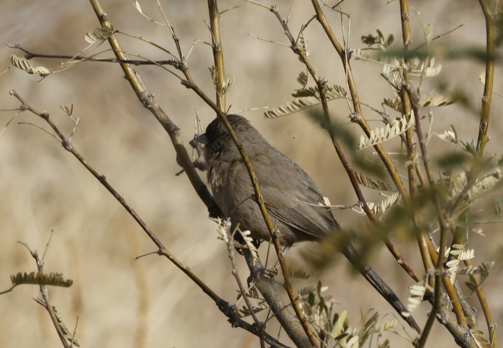 Abert's Towhee from Canoa Ranch, AZ, USA on January 3, 2025 at 10:18 AM ...