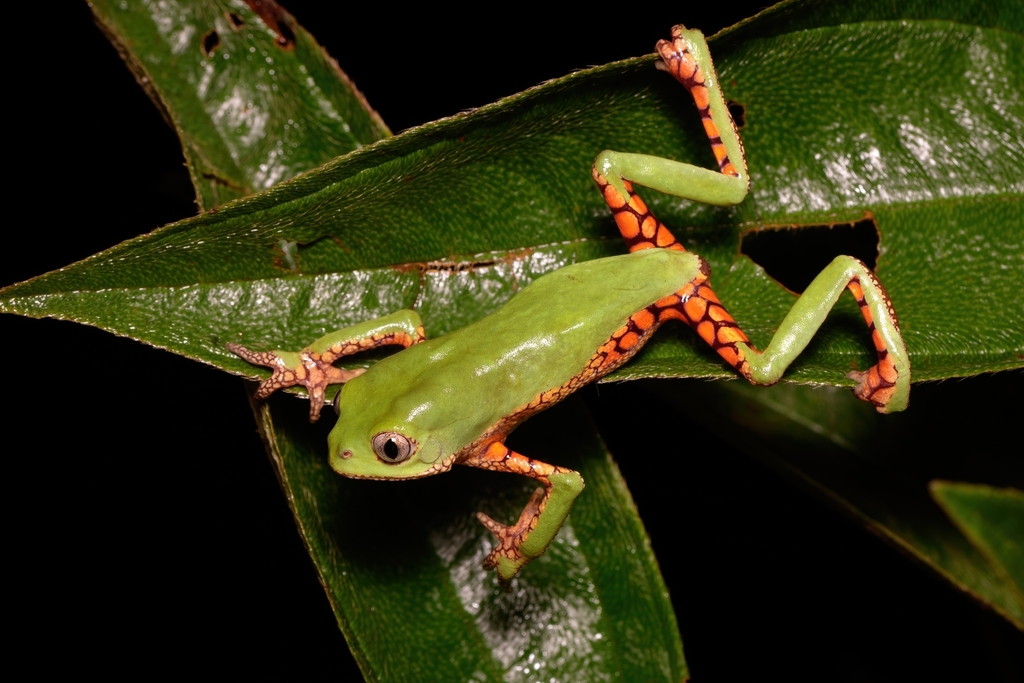 Reticulate Leaf Frog in December 2024 by Luis F. C. de Lima · iNaturalist