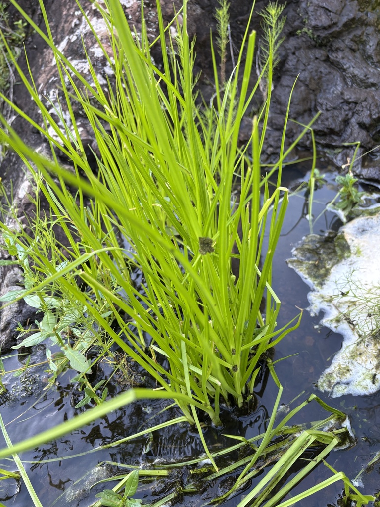 Variable Flatsedge from Bunya Mountains, QLD, AU on January 5, 2025 at ...
