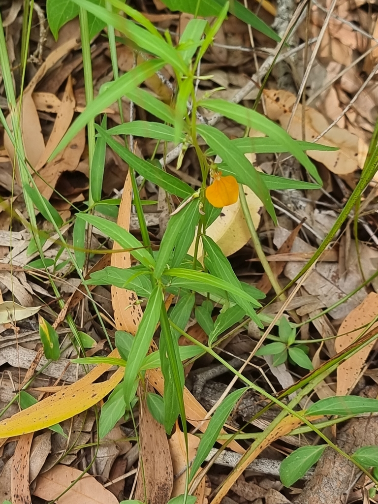 spade flower from Cape Hillsborough QLD, Australia on January 2, 2025 ...