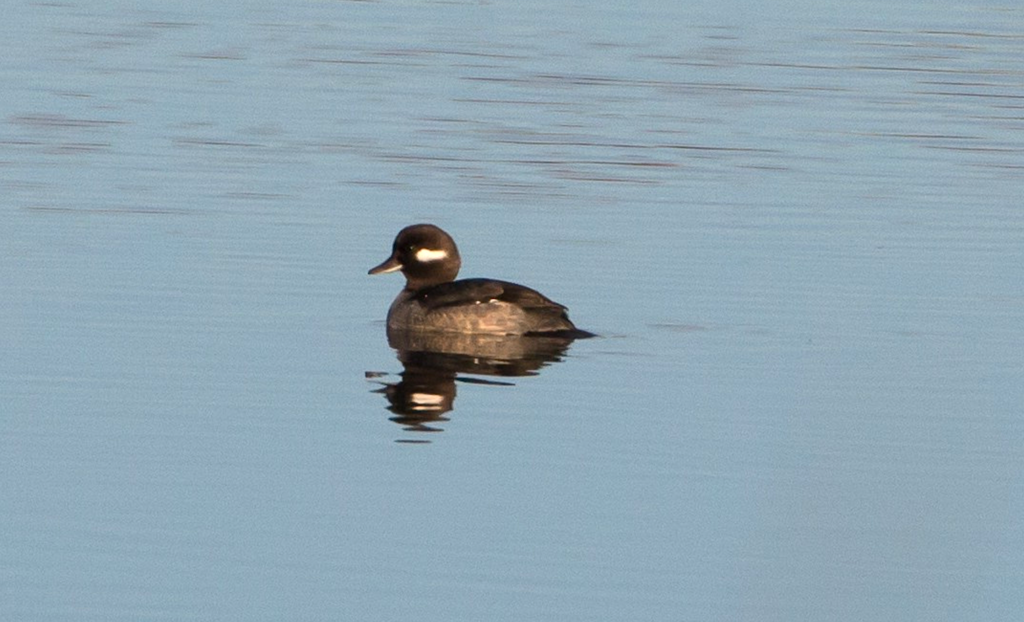 Bufflehead from Royal Palm Beach, FL, USA on January 5, 2025 at 10:39 ...