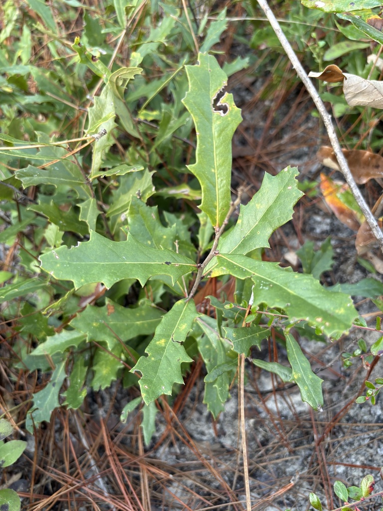 dwarf live oak from Pine Log State Forest Trail, Ebro, FL, US on ...