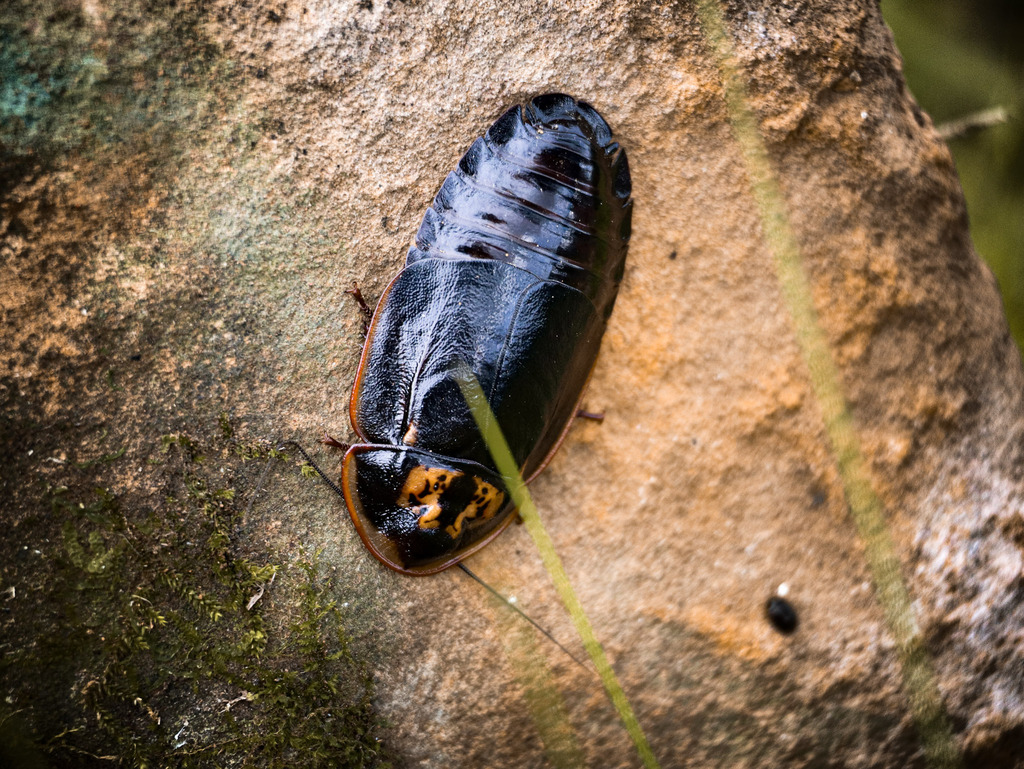 Monastria from São Joaquim - SC, 88600-000, Brasil on January 2, 2025 ...