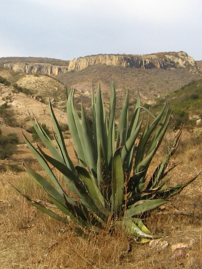 Pulque agave from Salamanca, Gto., Mexico on January 12, 2008 at 04:16 ...