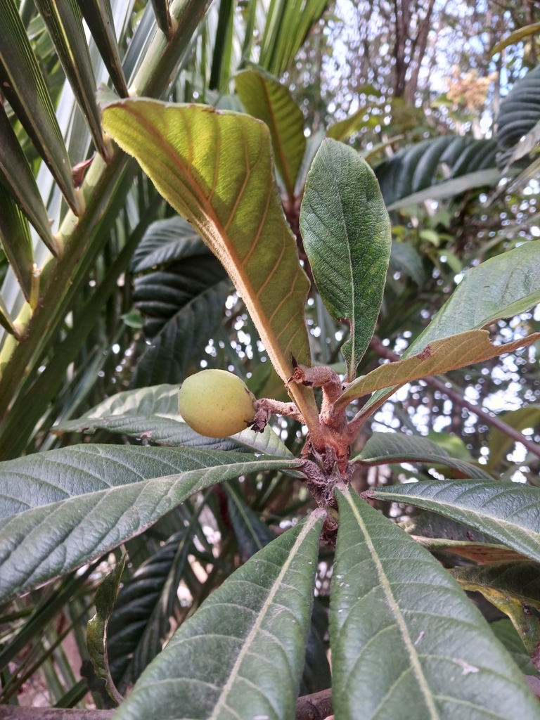 Loquat from LAGUNA DE SERVIN, AMEALCO, QUERETARO on January 5, 2025 at ...